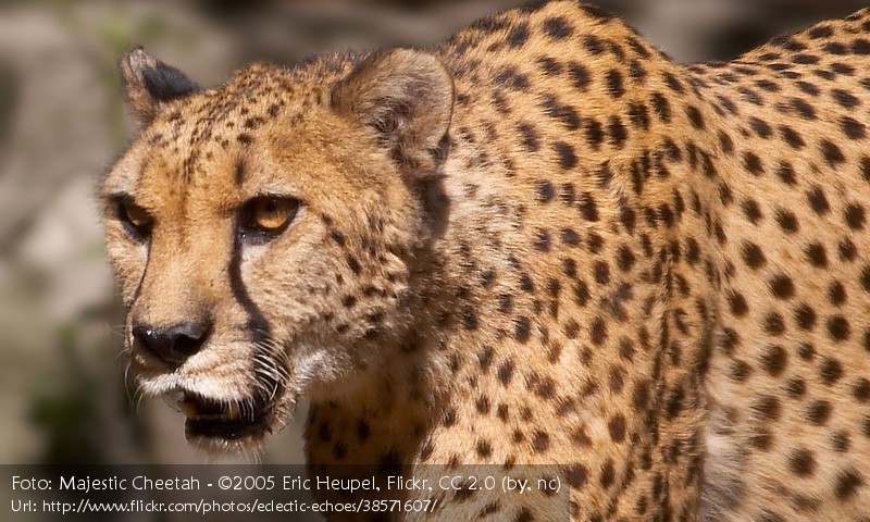 Steckbrief: Der Gepard - Zahlen und Fakten der Katzen