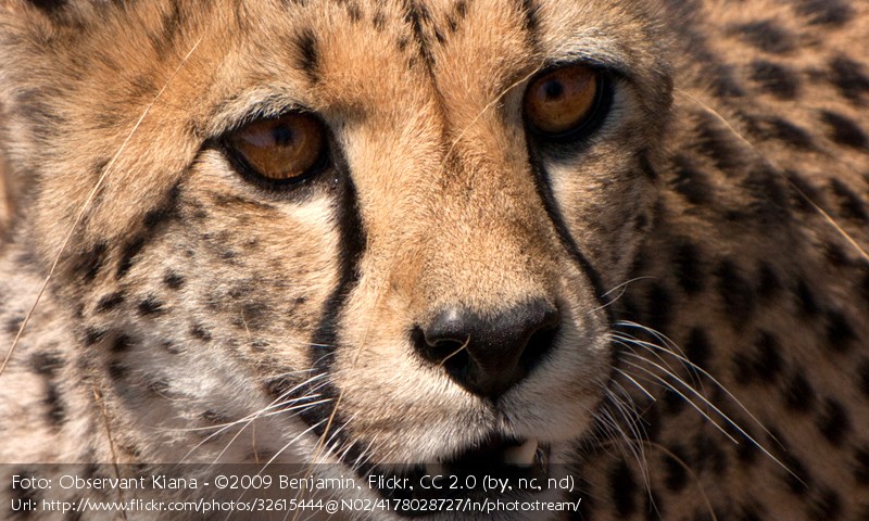 Im Vergleich: Der Tiger, Der Gepard - Zahlen und Fakten der Katzen