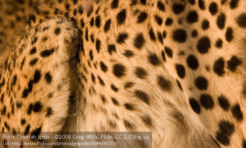 Im Vergleich: Der Luchs, Der Gepard - Zahlen und Fakten der Katzen