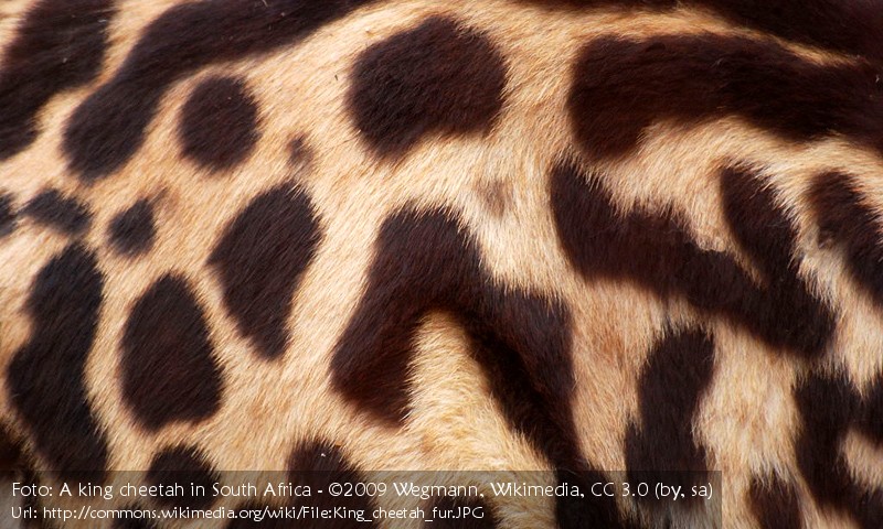 Galerie - Der Gepard - Bildergalerie - Kidogos Big Cats