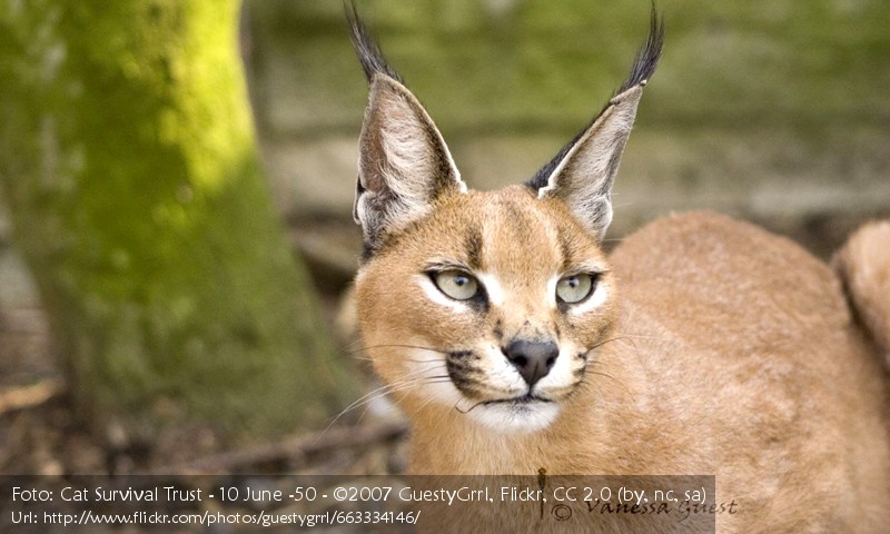 Galerie - Der Karakal - Bildergalerie - Kidogos Big Cats