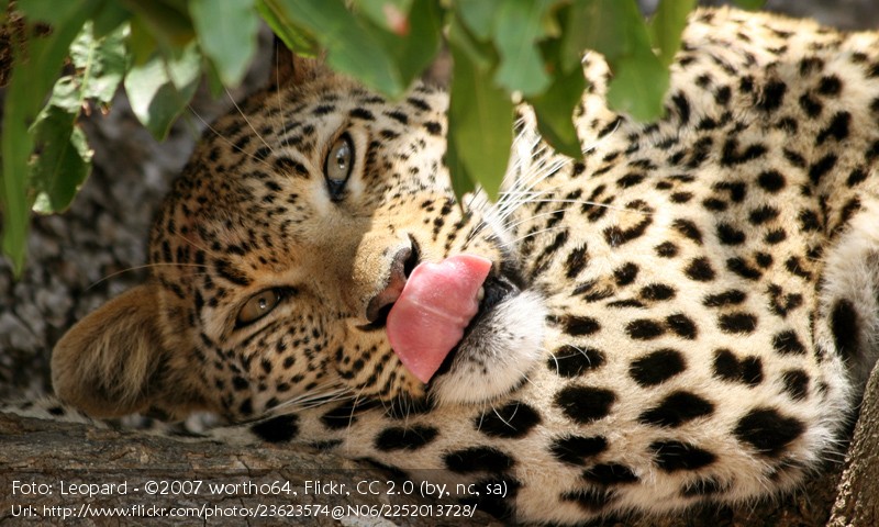 Galerie - Der Leopard - Bildergalerie - Kidogos Big Cats