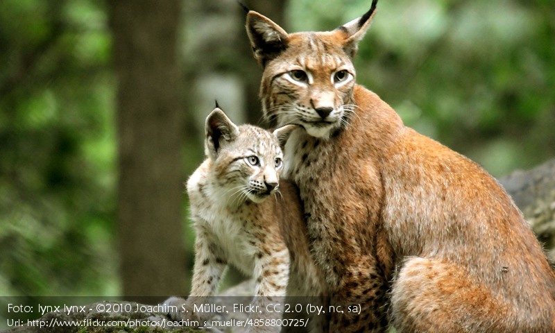Im Vergleich: Der Serval, Der Luchs - Zahlen und Fakten der Katzen