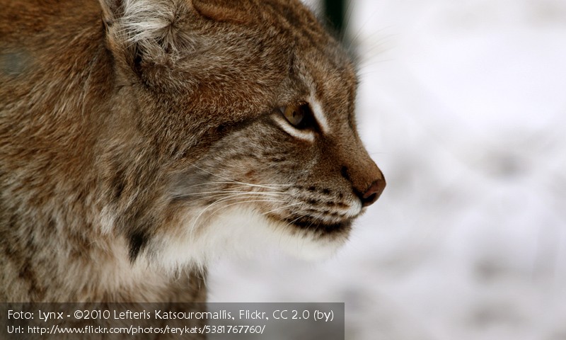 Steckbrief: Der Luchs - Zahlen und Fakten der Katzen