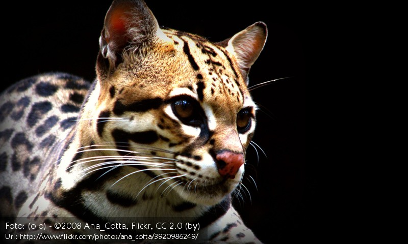 Steckbrief: Der Ozelot - Zahlen und Fakten der Katzen