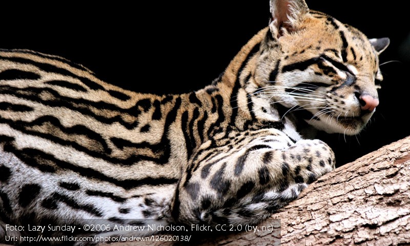 Steckbrief: Der Ozelot - Zahlen und Fakten der Katzen