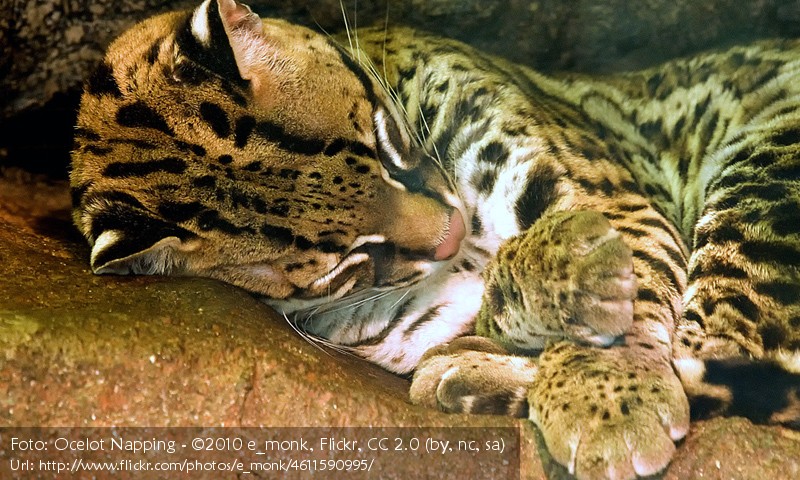 Steckbrief: Der Ozelot - Zahlen und Fakten der Katzen