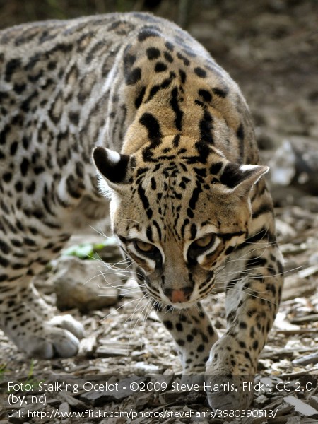 Galerie - Der Ozelot - Bildergalerie - Kidogos Big Cats