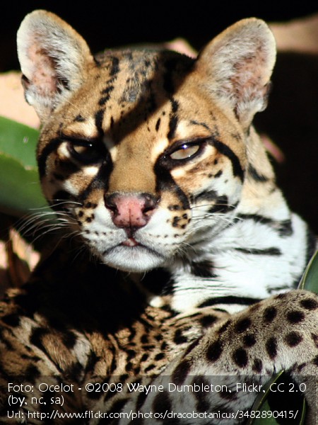 Der Ozelot - Kidogos Big Cats