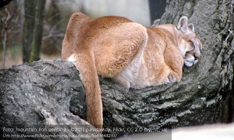 Galerie - Der Puma - Bildergalerie - Kidogos Big Cats