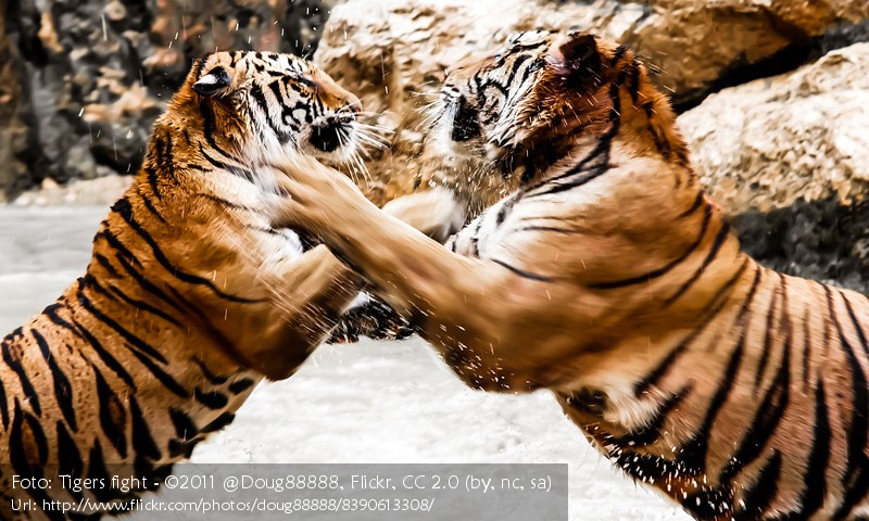 Steckbrief: Der Tiger - Zahlen und Fakten der Katzen