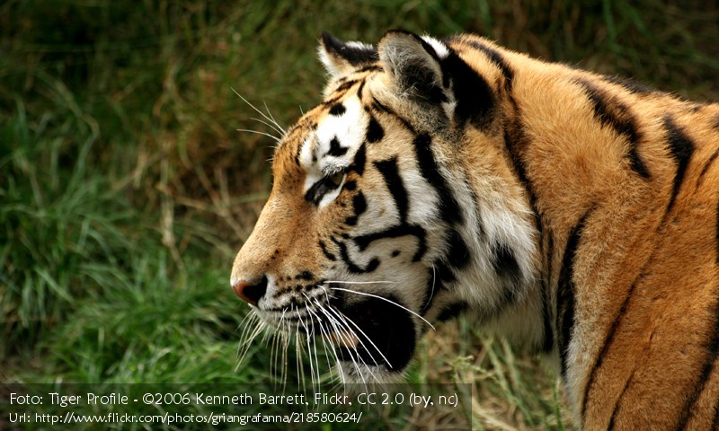 Galerie - Der Tiger - Bildergalerie - Kidogos Big Cats