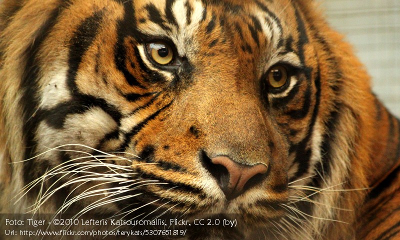 Steckbrief: Der Tiger - Zahlen und Fakten der Katzen