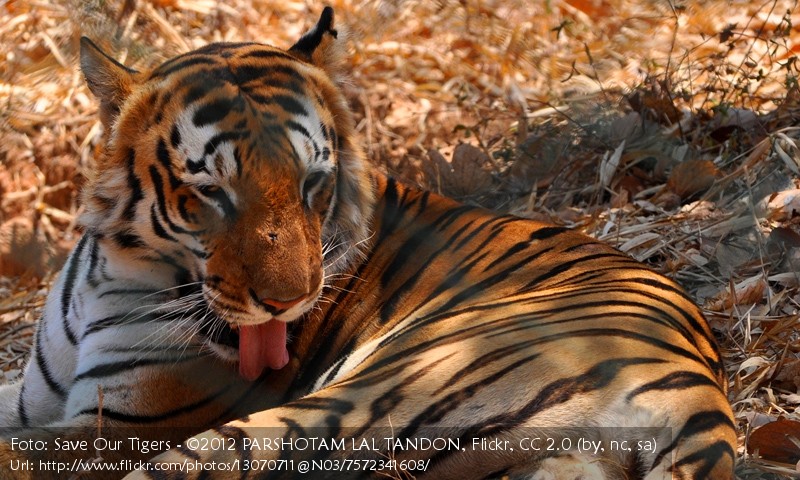 Steckbrief: Der Tiger - Zahlen und Fakten der Katzen