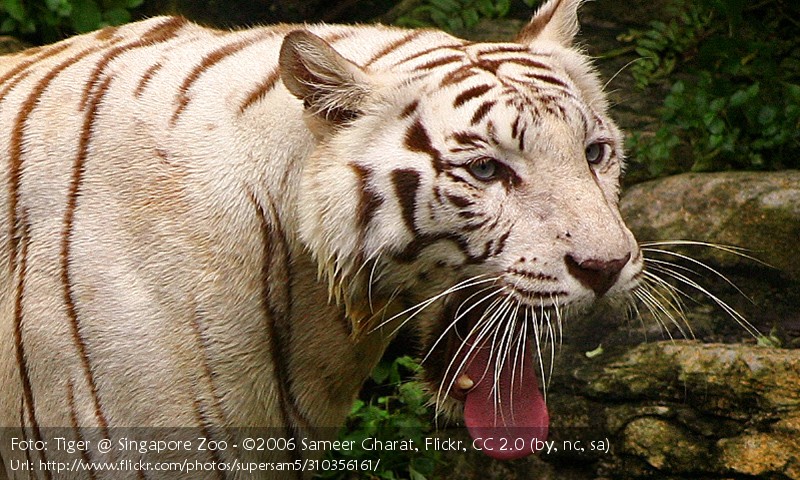 Galerie - Der Tiger - Bildergalerie - Kidogos Big Cats
