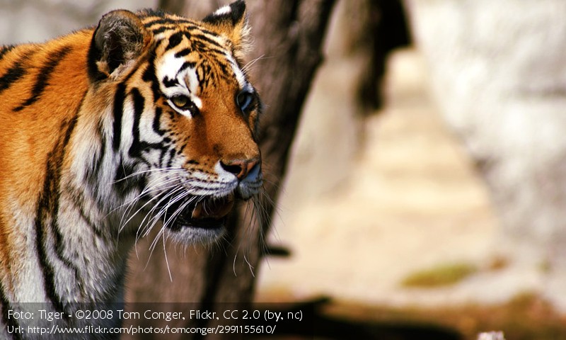 Galerie - Der Tiger - Bildergalerie - Kidogos Big Cats