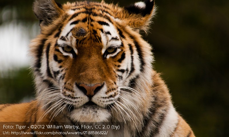 Galerie - Der Tiger - Bildergalerie - Kidogos Big Cats