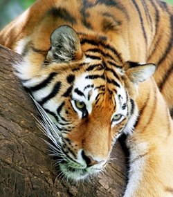 Steckbrief: Der Tiger - Zahlen und Fakten der Katzen