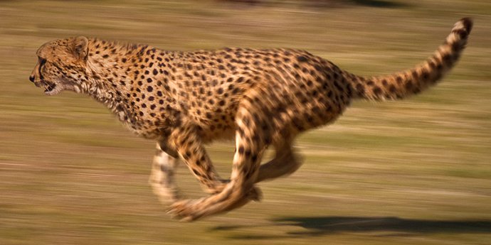 Der Gepard - Kidogos Big Cats