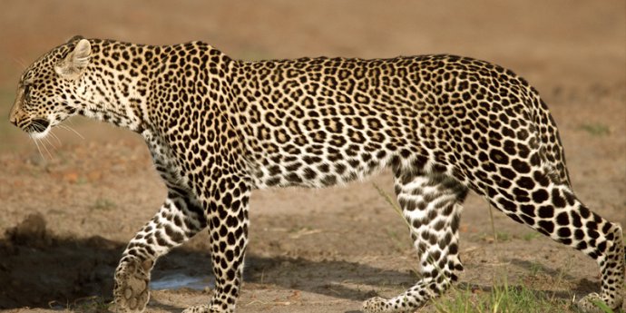 Der Leopard - Kidogos Big Cats
