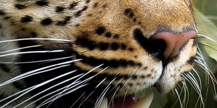 Wahrnehmung der Katzen - Kidogos Big Cats