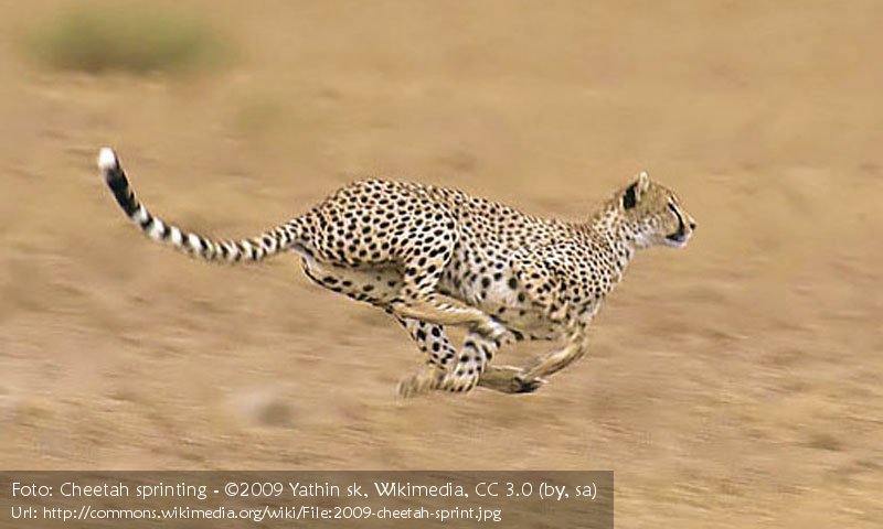 Wie schnell ist ein Gepard? - Kidogos Big Cats