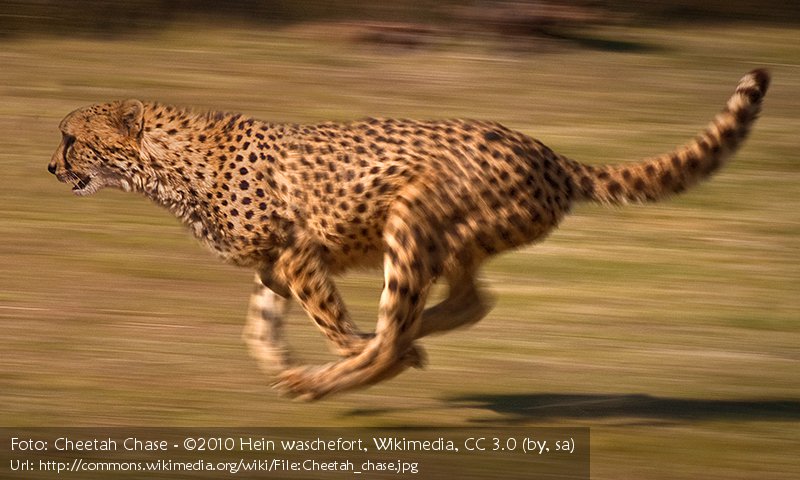 Der Gepard - Kidogos Big Cats