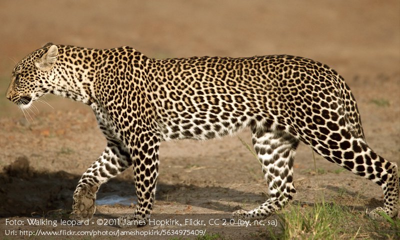 Der Leopard - Kidogos Big Cats