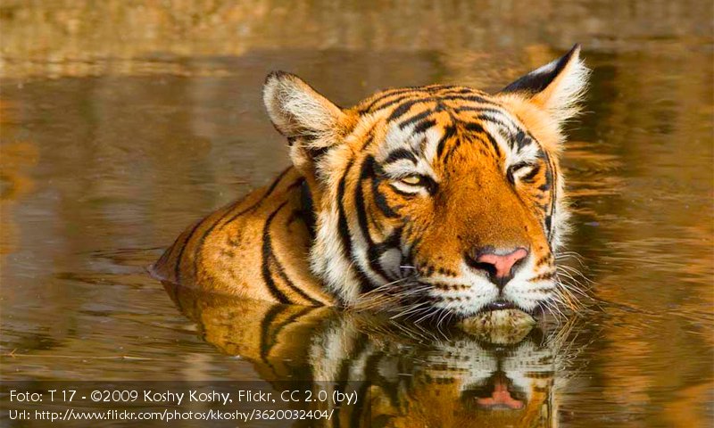 Der Tiger - Kidogos Big Cats